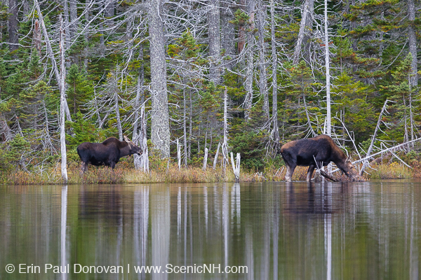 Moose - White Mountains, New Hampshire Wildlife