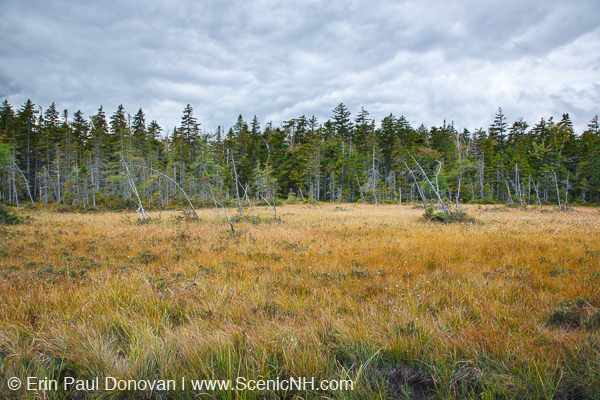 Wetlands - White Mountains, New Hampshire Photos
